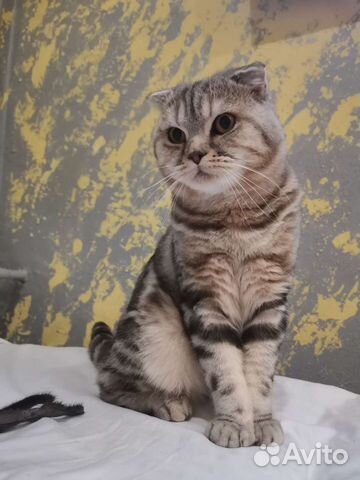 Вязка котов шотландских