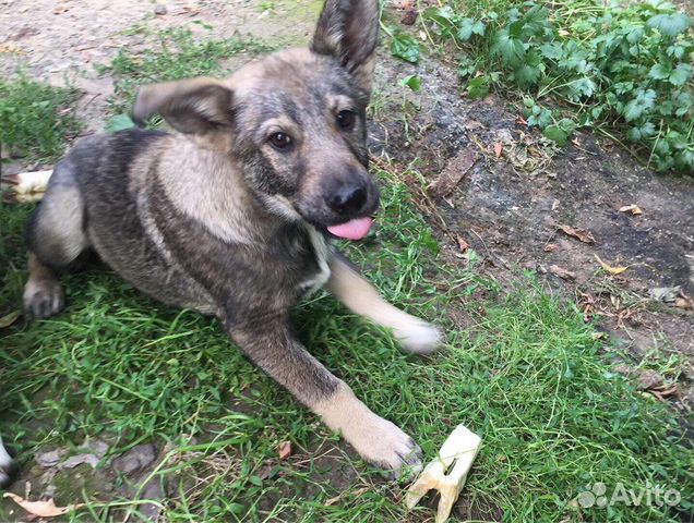 Собаки бесплатно в добрые руки