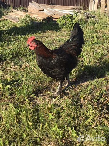 Петух маран черно-медный