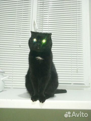 Кошка
