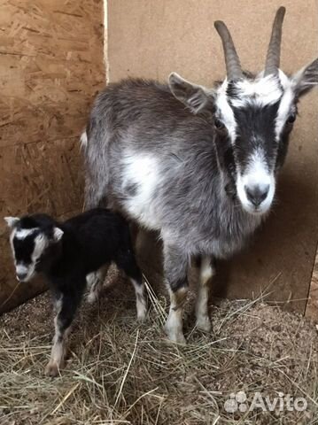 Козлята