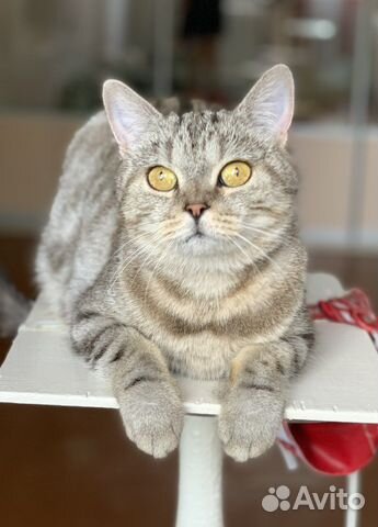 Кошки бесплатно