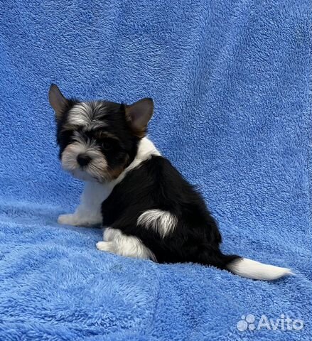 Бивер терьер