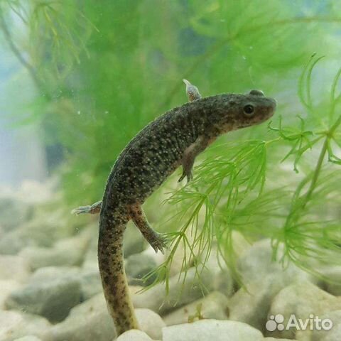 Иглистый тритон