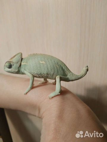 Йеменский хамелеон