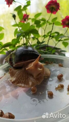 Раковина ракушка