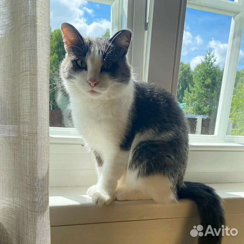 Кошка Беллатриса ждет хозяев