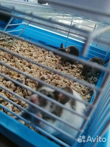 Декоративная крыса дамбо