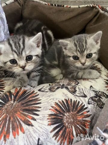 Британские котята