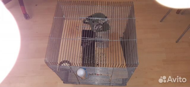 Белки-летяги, взрослая пара