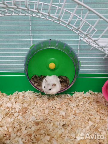 Джунгарский хомяк