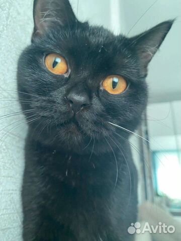Шикарная Британская кошка ищет дом
