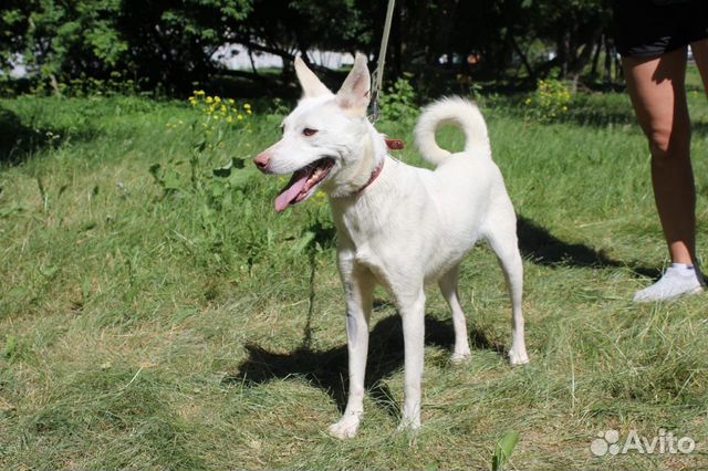 Собака ищет дом, Виола