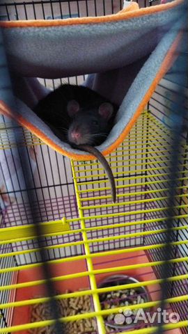 Крыса дамбо