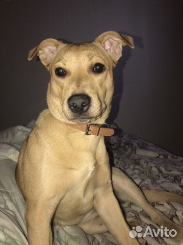 Стаффордширский бультерьер щенки