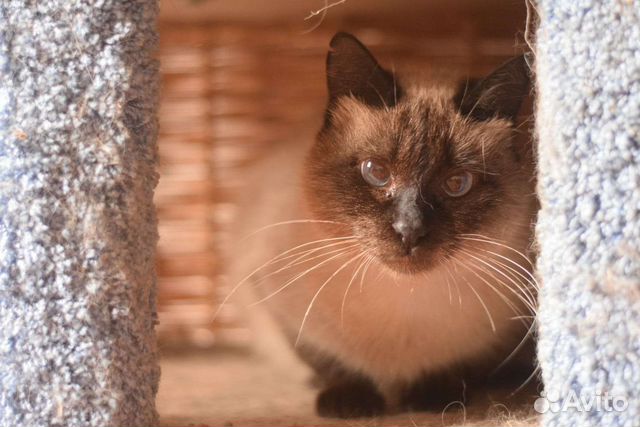 В добрые руки