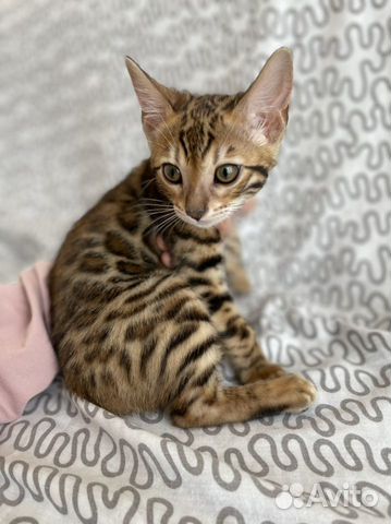 Бенгальские котята