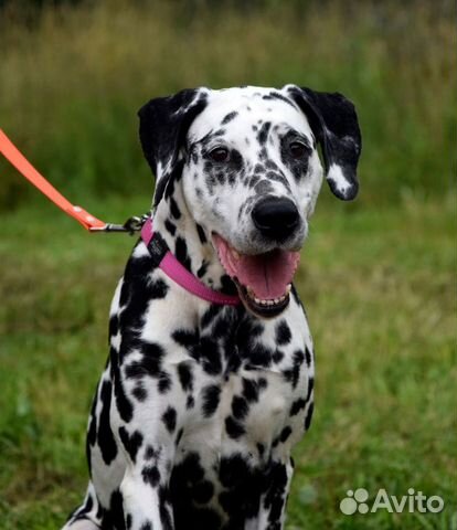 Далматин ищет новый дом