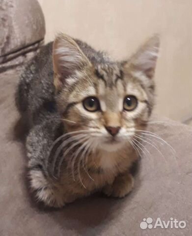 Веселый котенок Туся.,3 месяца