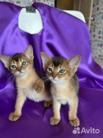 Абиссинская