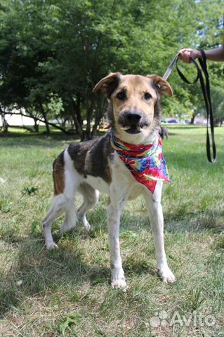 Тихо умирает от голода в клетке