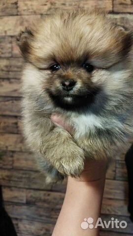 Щенки померанского шпица
