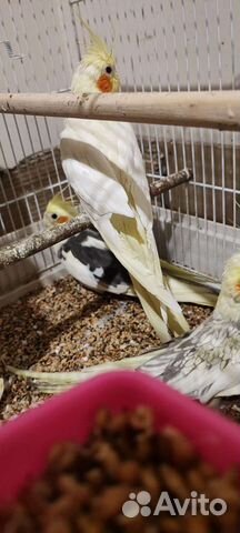 Попугай корелла самка