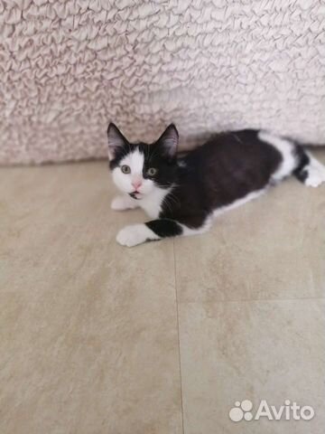 Ласковый котишка Тимошка