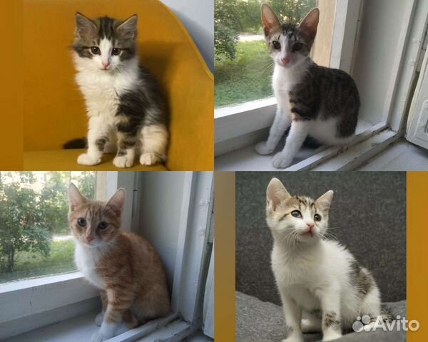 Маленькие котята ищут дом. Пушистый, рыжий