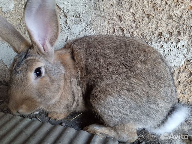 Кролик самец