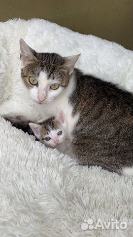 Котята в добрые руки бесплатно