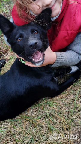 Собака, щенок, 3,5 мес