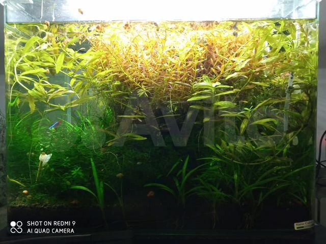 Аквариуные растения