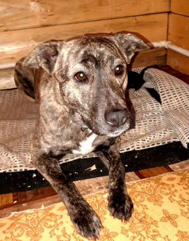 Трейси 1 год - идеальная собака для вашей семьи