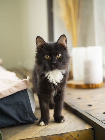 Котенок Шарлотта