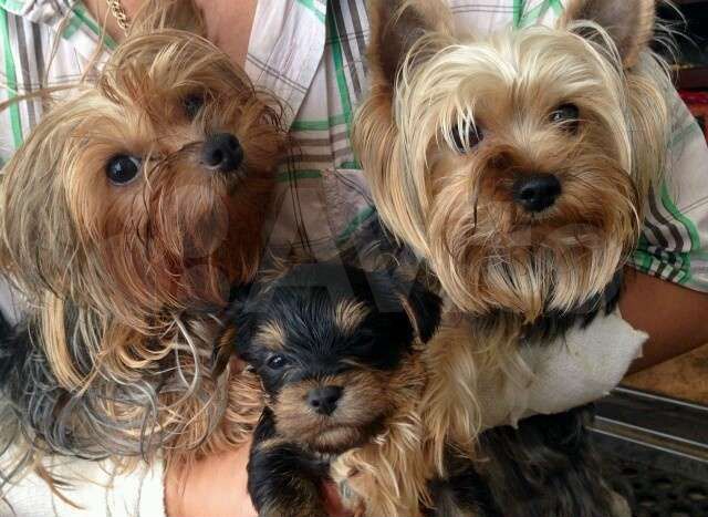 Йоркширский терьер щенки девочки