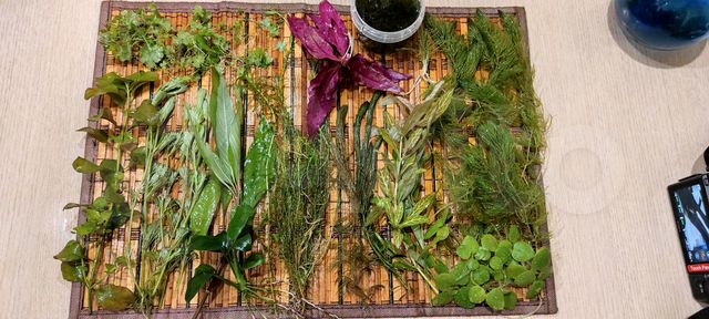 Аквариумные растения, прополка