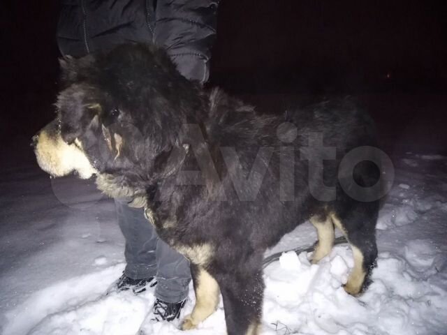 Тибетский мастиф в добрые руки