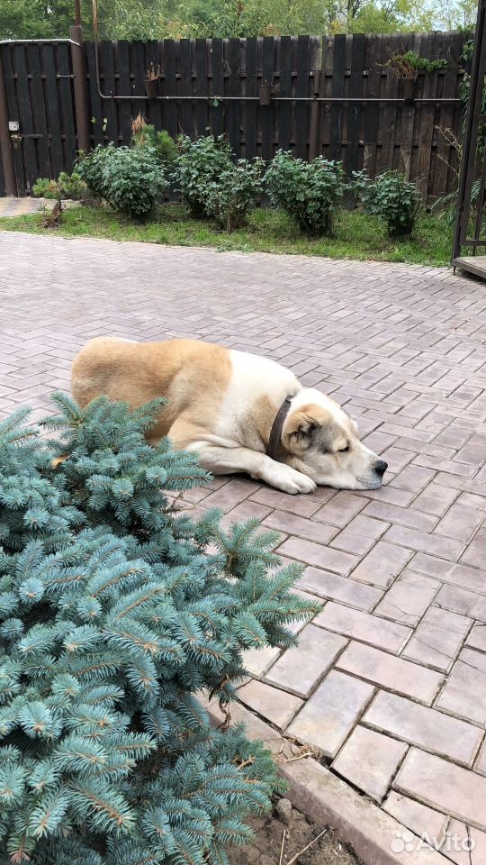 Вязка
