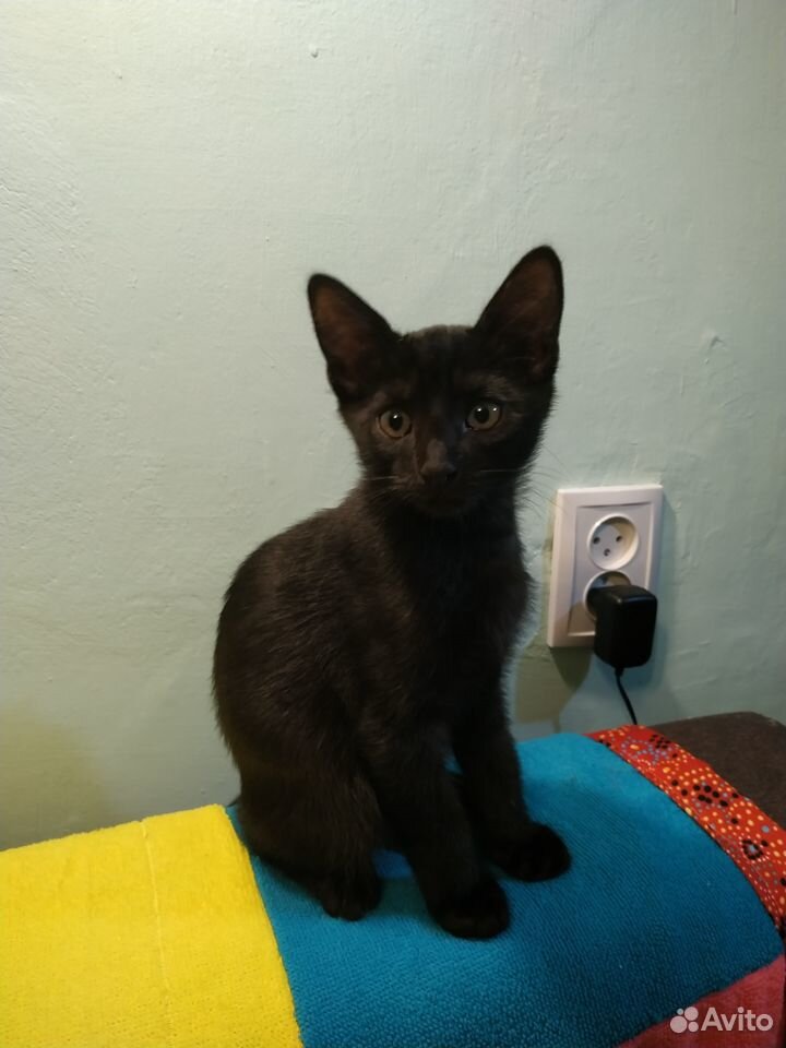 Черный звер со всей серьёзностью