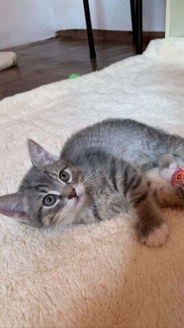 Котенок Сильвер ищет свою семью