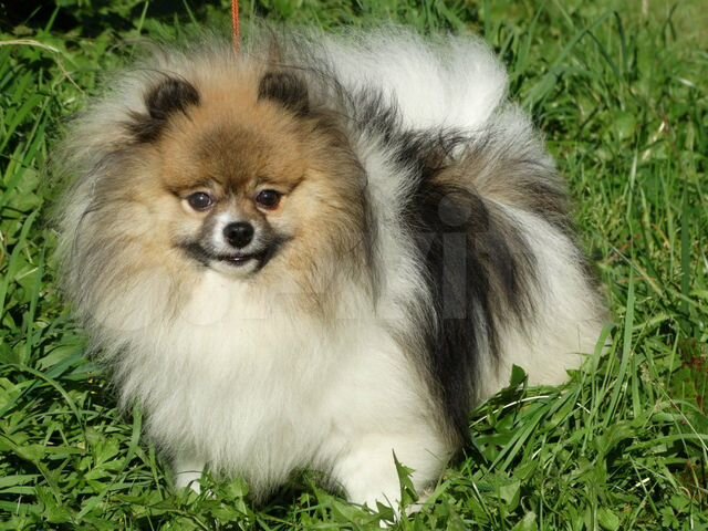 Кобель немецкого малого шпица. Вязка