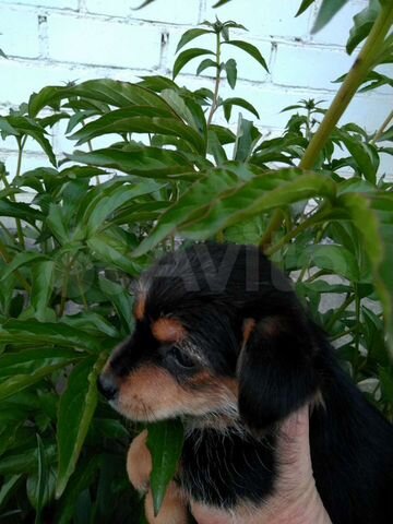 Чихуахуа (чорка )