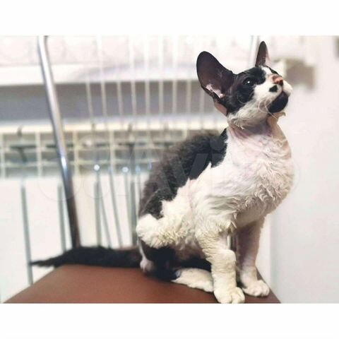 Котик в добрые руки