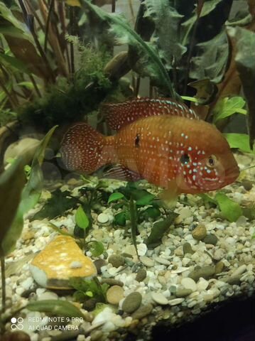 Хромис красавец мальки