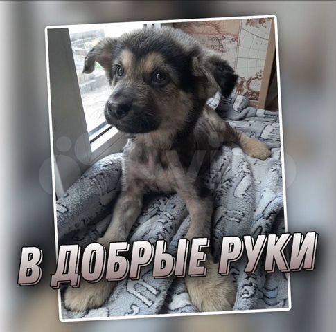 В добые руки