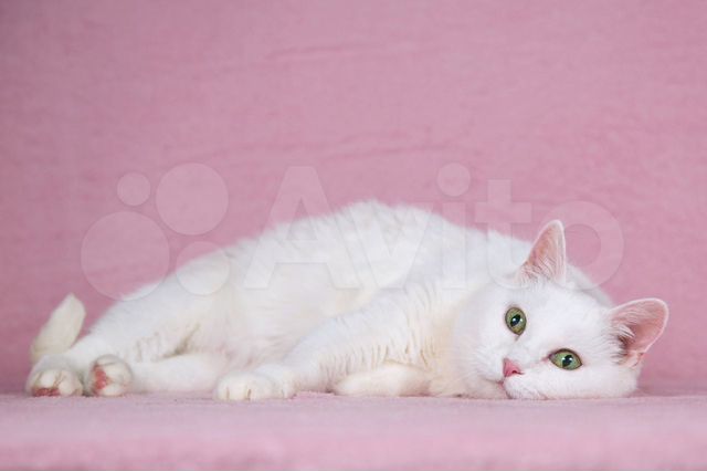 Очень ласковая белая бриатнская кошка Лаура