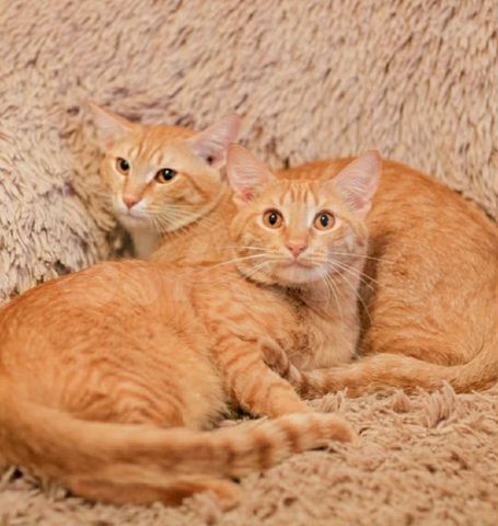 Кастрированные молодые коты в добрые руки