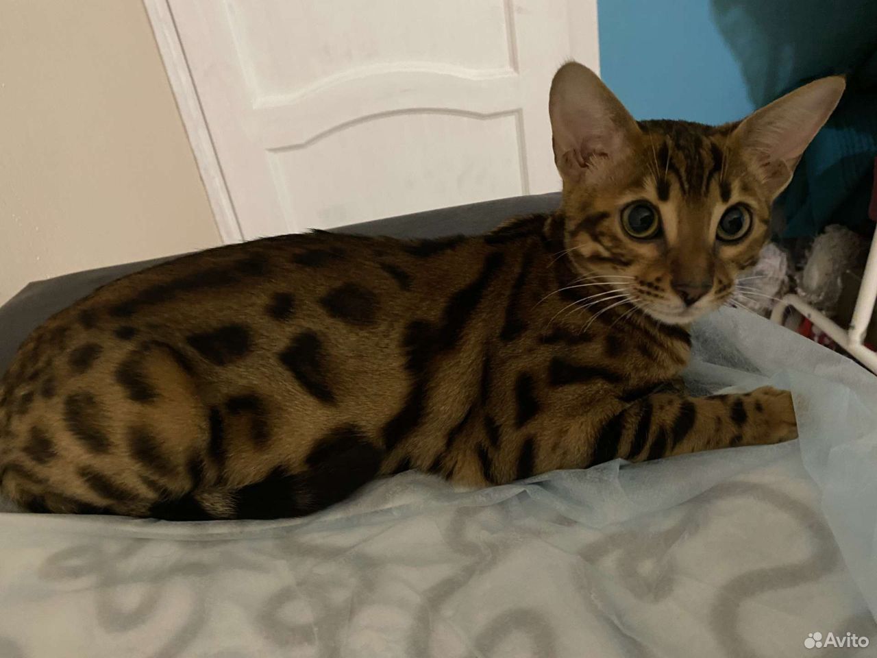 Бенгальская