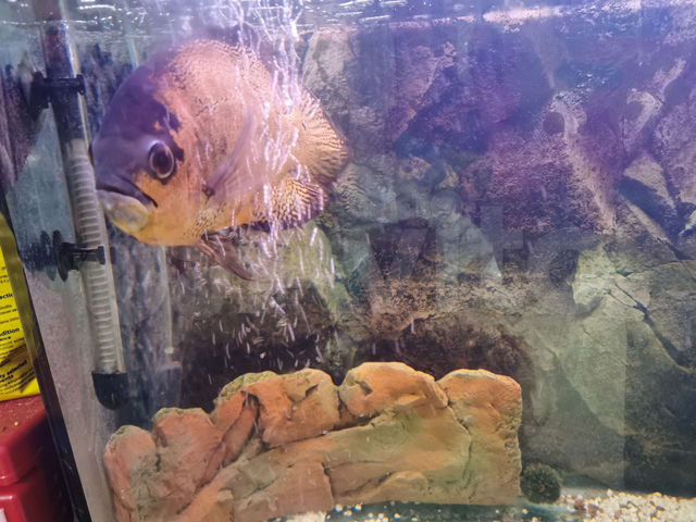 Астронотус